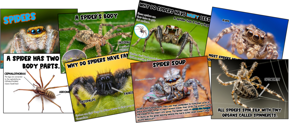 SPIDERS Lesson Plans and Activities for October and Halloween | Hollie ...