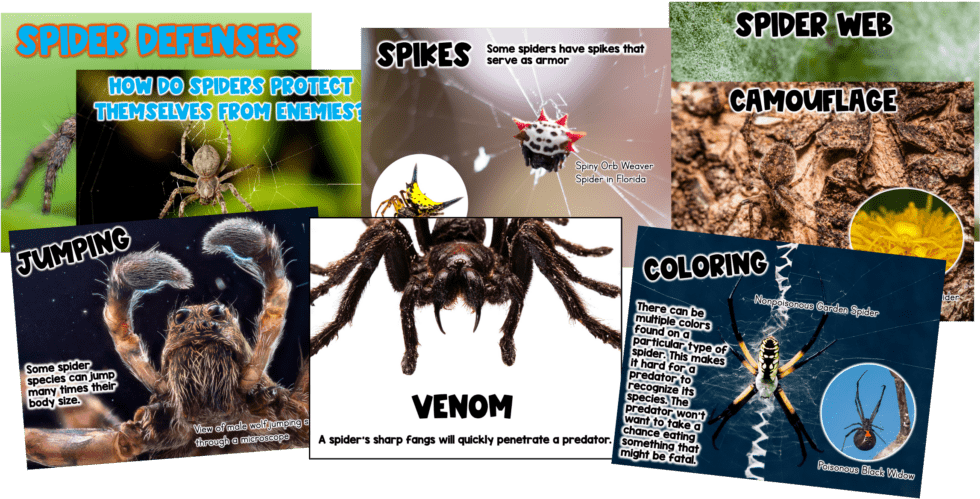 SPIDERS Lesson Plans and Activities for October and Halloween | Hollie ...