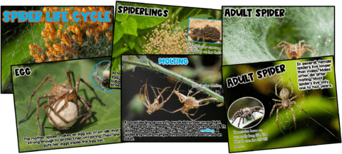 SPIDERS Lesson Plans and Activities for October and Halloween | Hollie ...