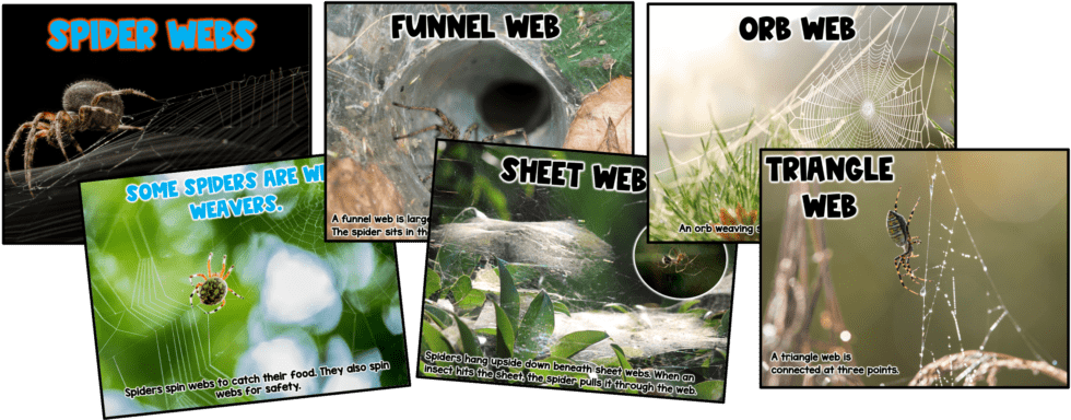 SPIDERS Lesson Plans and Activities for October and Halloween | Hollie ...