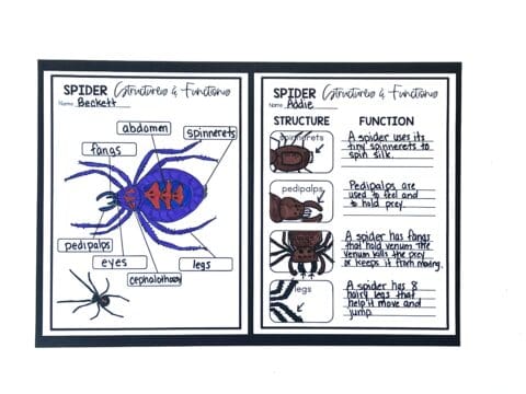 SPIDERS Lesson Plans and Activities for October and Halloween | Hollie ...