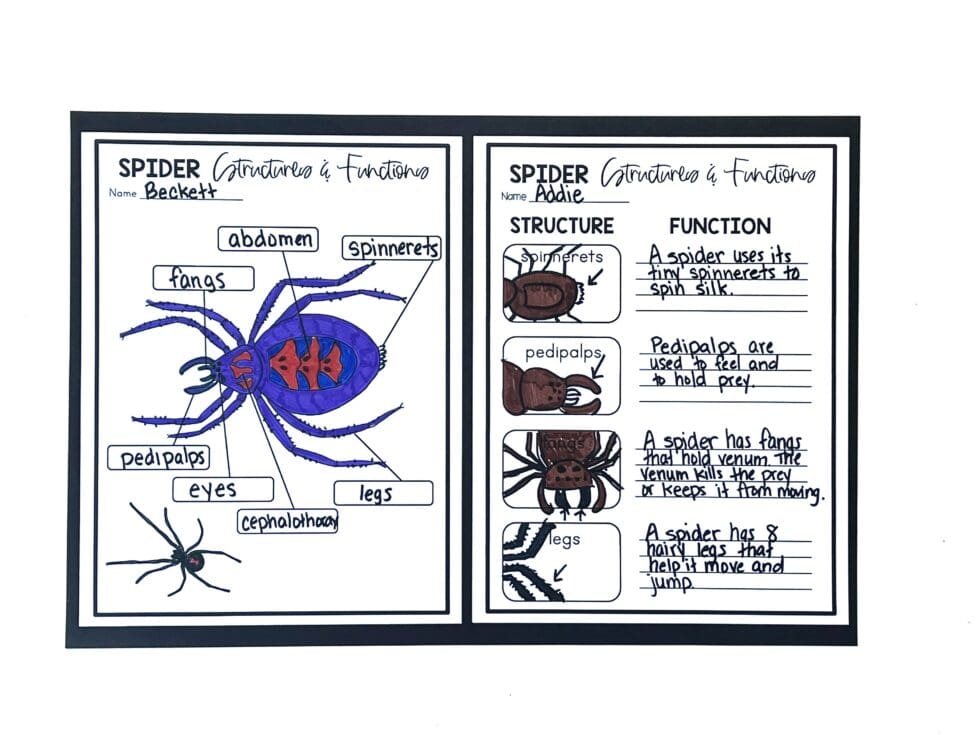 SPIDERS Lesson Plans and Activities for October and Halloween | Hollie ...