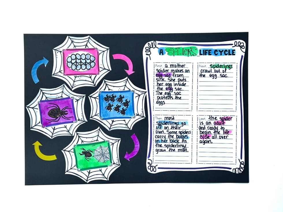 SPIDERS Lesson Plans and Activities for October and Halloween | Hollie ...