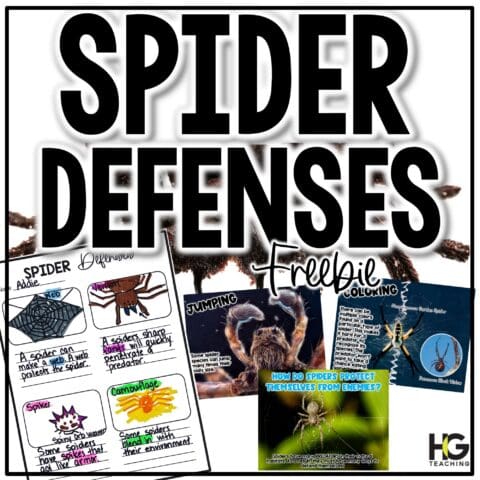 SPIDERS Lesson Plans and Activities for October and Halloween | Hollie ...
